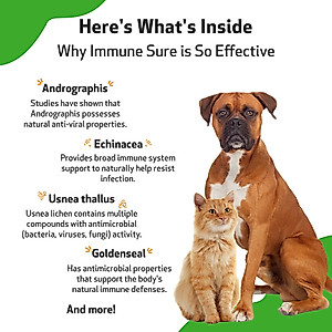 Pet Wellbeing Immune Sure for Dogs & Cats - Vet-Formulated - Immune System Support & Protections - Natural Herbal Supplement 4 oz (118 ml)