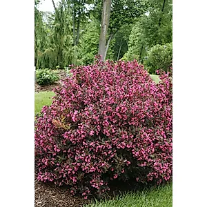 2 Gallon Proven Winners Weigela Wine & Roses Shrub