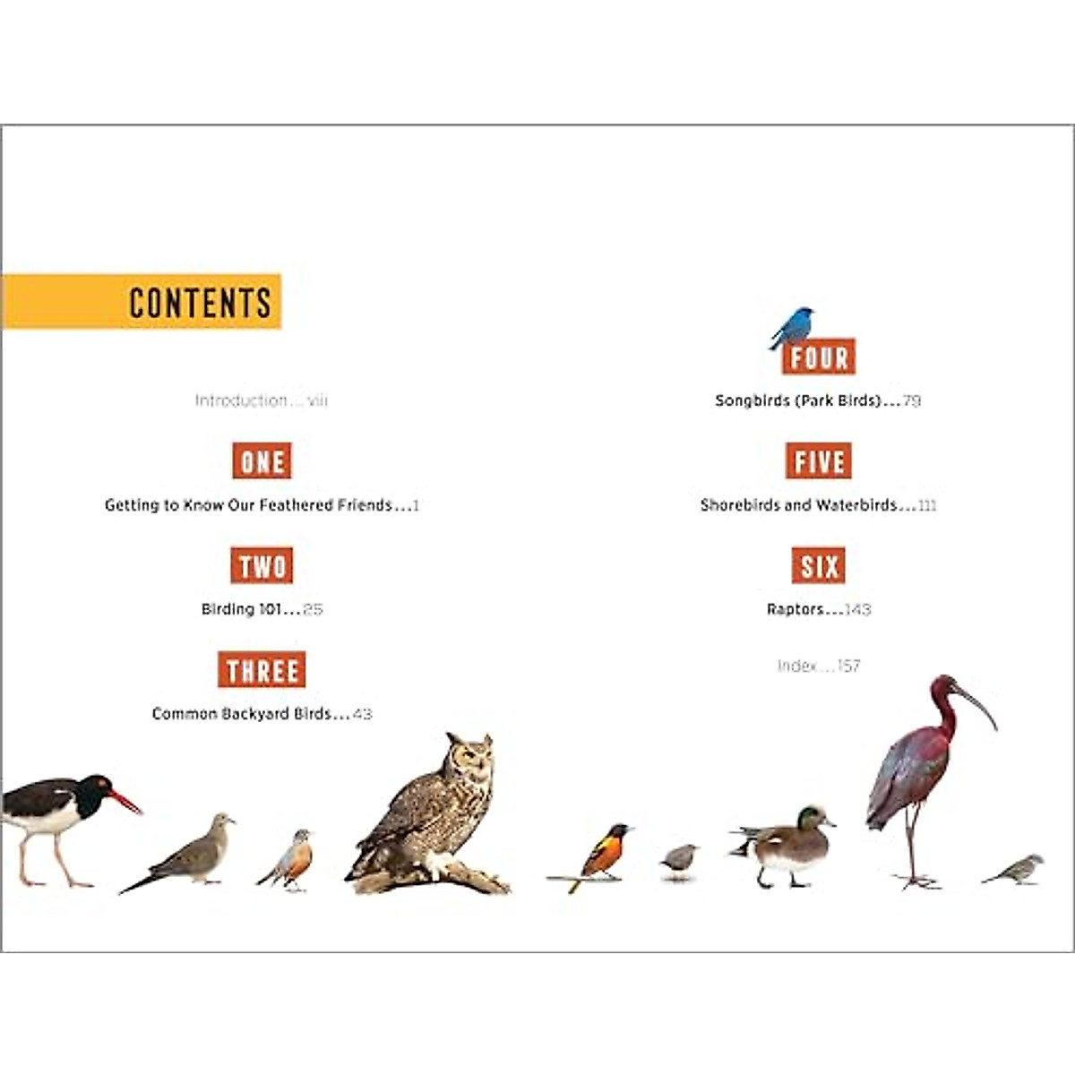 North American Bird Watching for Beginners: Field Notes on 150 Species to Start Your Birding Adventures