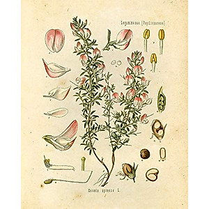 Botanical Prints Wildflower Prints Floral Wall Art - Set of 6 - 8x10 - Unframed