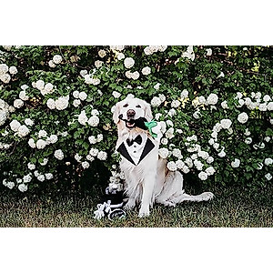 ZippyPaws Wedding Dog Toys - Wedding Ring Box Burrow, Gifts for Dog Couples, Fun Dog Engagement Toys for Photos, Rehearsals, After-Parties, and Wedding Gifts