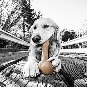 Pet Qwerks Zombie BarkBone - Nylon Dog Bone for Moderate Chewers - Bacon Flavor - 7.75", All Breed Sizes