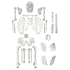 Disarticulated Human Skeleton Model for Anatomy, Life Size 62" High - Medical Quality, 200+ Skeletal Bones - 3 Part Skull with Movable Jaw, Articulated Hand & Foot - hBARSCI