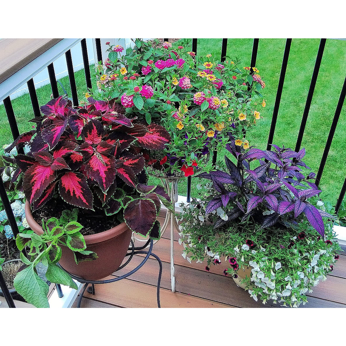 EarthPods Premium Flower Fertilizer - Easy Organic Flower Plant Food Spikes - 100 Capsules - Boost Blossoms (Great for Roses, Potted Annuals, Perennials, Flower Bulbs, Hanging Baskets)