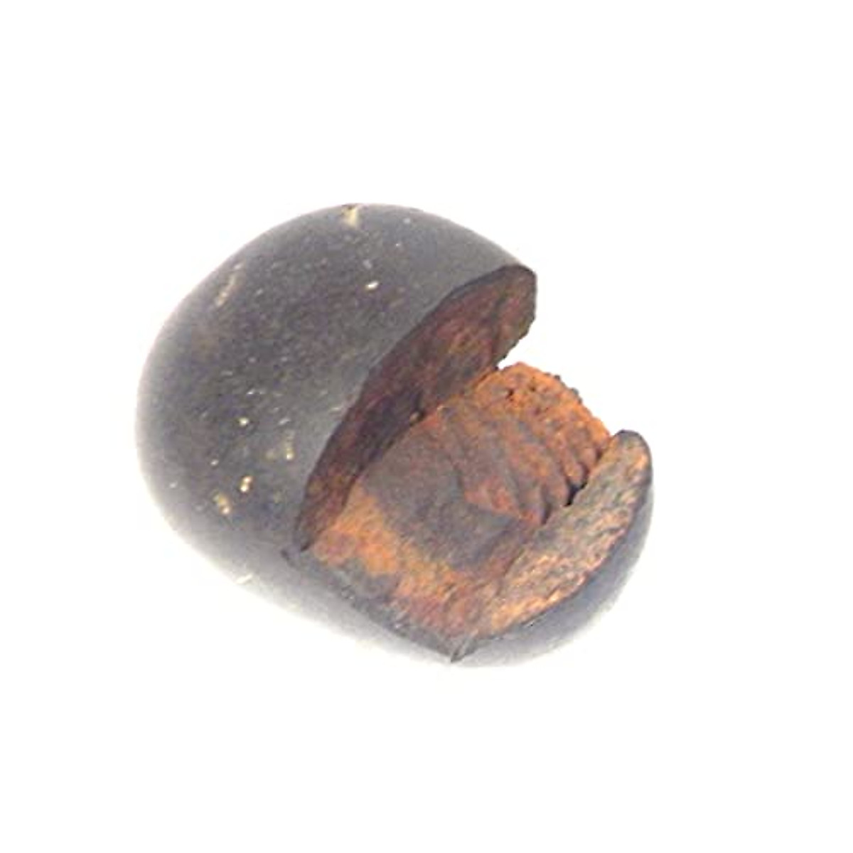 phoenix888 XUETZALCOATL Sacred Surya Maha Vishnu Buddha Dev Shaligram Nepal Kali Gandaki