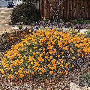 Outsidepride Eschscholzia Californica California Poppy Native Garden Wild Flower Seed - 1/4 LB