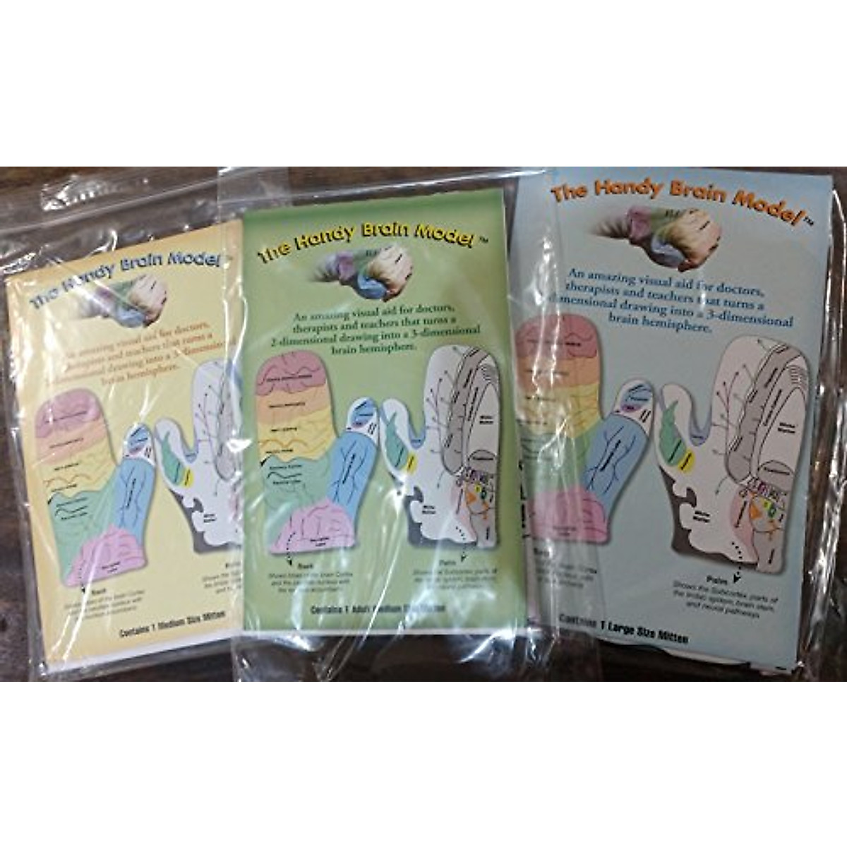 Handy Brain Model B-1.2 (adult medium)