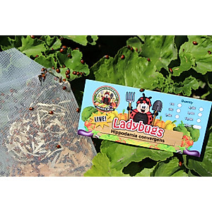 300 Live Ladybugs - Good Bugs - Ladybugs - Guaranteed Live Delivery!