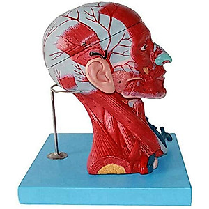 Medical Human Head and Neck Muscle Blood Vessel Model, Brain Anatomical Model Neurovascular Neurology Teaching Specimen