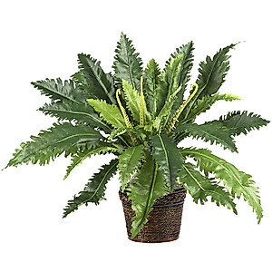 Nearly Natural 6534 Marginatum with Wicker Basket Decorative Silk Plant, Green
