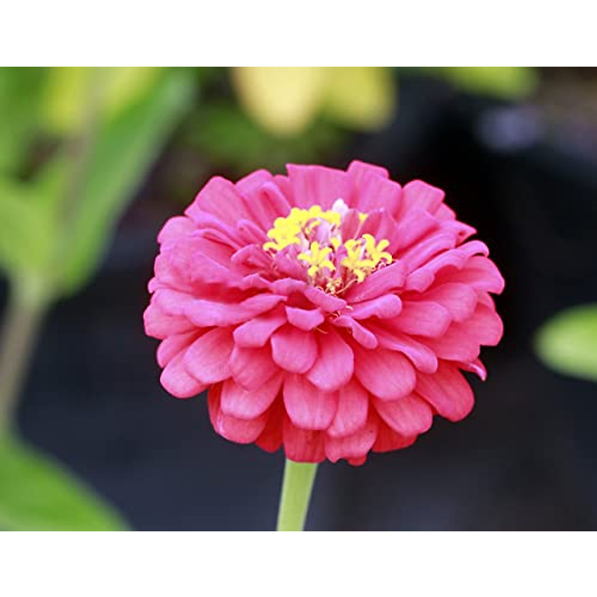 500+ Mix Colors Zinnia Seeds for Planting Outdoors, Heirloom Non-GMO 90% Germination, Open Pollinated, Wonderful Gardening Gifts