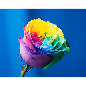 300+ Rare Multi Colorful Rainbow Rose Seeds for Planting Beautiful Rose Potted Plant for Home Garden