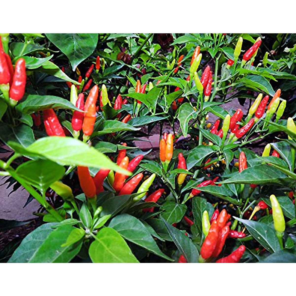 30+ Tabasco Hot Pepper Seeds Heirloom Non-GMO Red Chili Spicy, Rich Flavor, Productive, from USA HARLEY SEEDS