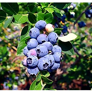 Blueberry Plants"Emerald" Southern Highbush Includes (4) Four Plants with 4 Hello Organics Tags
