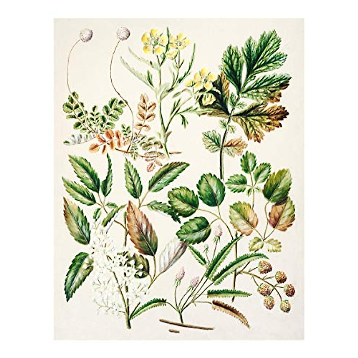 Vintage Botanical Prints | Forest Plants by Ink Inc. | Wildflower Leaves Floral Wall Art | Set of 6 8x10 Unframed