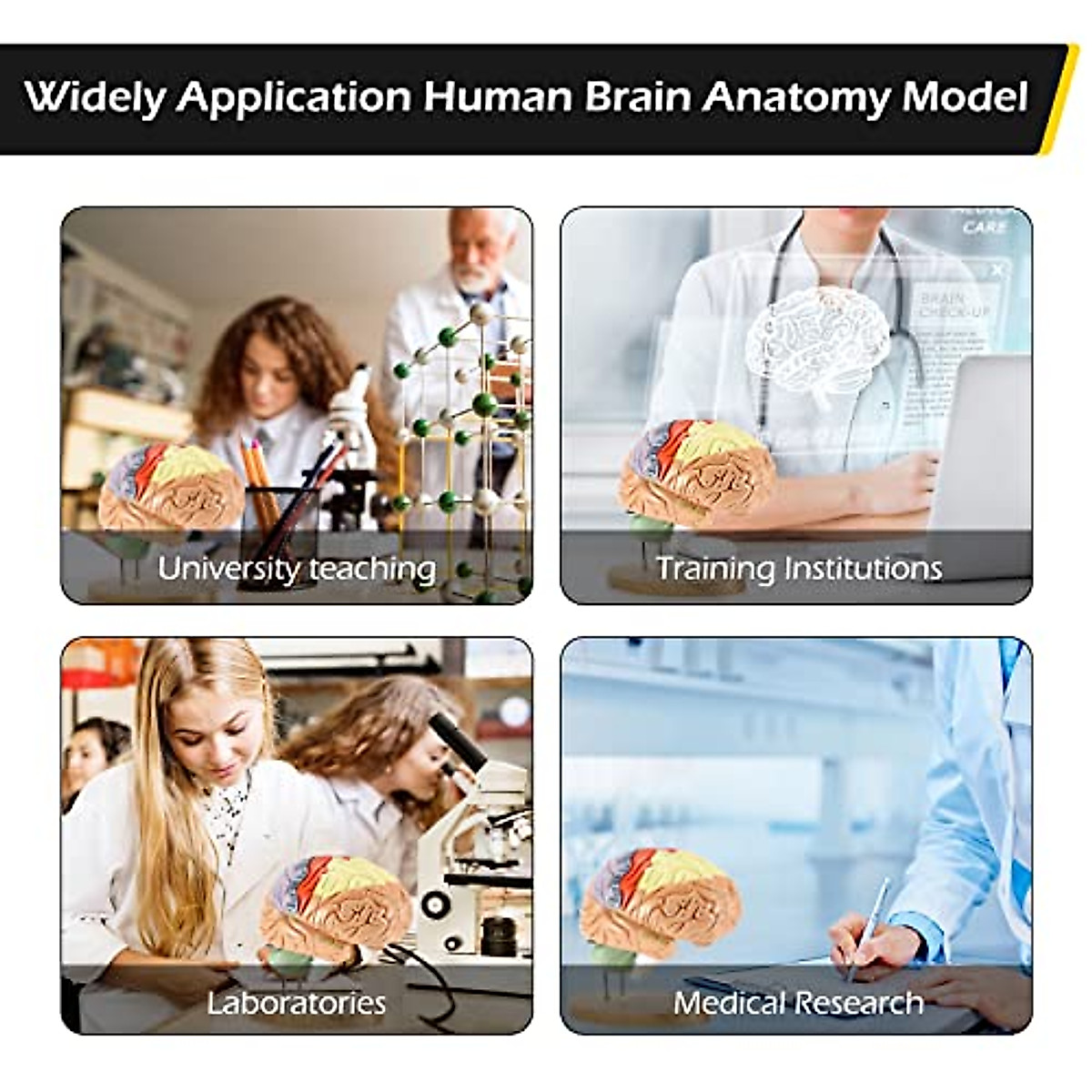 Dyna-Living 2X Life Size Human Brain Model for Learning