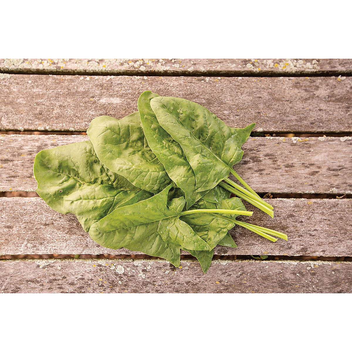 Burpee Double Take Spinach Seeds 200 seeds