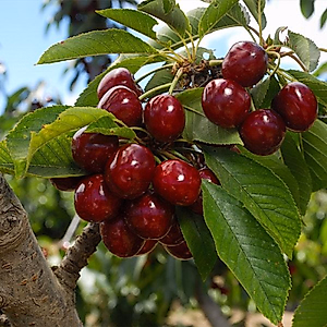 CHUXAY GARDEN Dwarf Cherry Tree Seed 10 Seeds Sweet Edible Fruit Robust Flavor Great Gardening