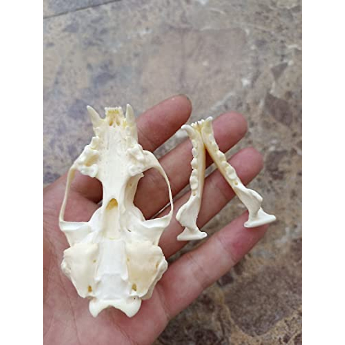 HOT 1/2/3/5/10 pcs Real Animal Skull Specimen Taxidermy Cleaned Skull Collection Fox, cat, Mink, Crocodile, Dog, Raccoon, Snake, Rabbit, Goat ，Muskrat，Nutria，Fox's paw (1pcs,Mink)