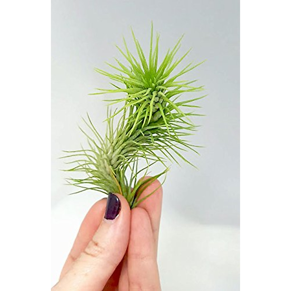 The Drunken Gnome Funkiana Air Plant Pack Tillandsia Live Easy Flowering Houseplants for Indoor Garden Office or Terrarium Choose 3 Pack 5 Pack or 10 Pack Sizes Small to Large (3 Pack)