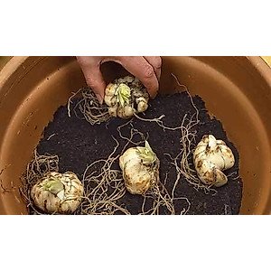 Stargazer Oriental Lilies (12 Pack of Bulbs) - Freshly Dug Flower Bulbs