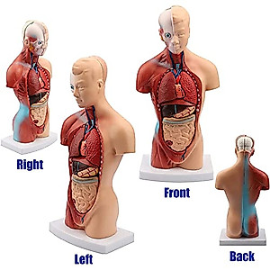 ERCTOO 28/45/55 Cm Human Torso Template, Anatomy Model Human Body, Medical Internal Organs, 4D Anatomical Assembly Model of Human Organs for School Teaching(Color:28cm)