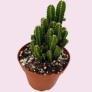 BubbleBlooms Fairy Castle Cactus, Acanthocereus Tetragonus, Night-Blooming Cereus, Triangle Cactus, 4 inch Pot