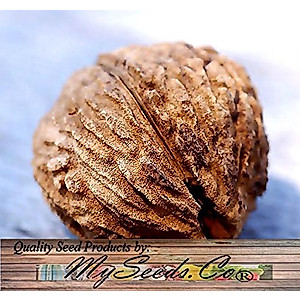 25 Seeds x Black Walnut Tree Nut Seeds, Juglans nigra - Northern - Hardy to Zone 5 - by MySeeds.Co (25 Seeds)