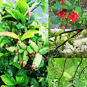 100 Pcs Paw Paw Tree Seeds for Planting, Exotic Pawpaw Tree Seeds