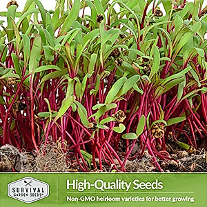 Survival Garden Seeds Beet Microgreens for Sprouting and Growing - 3 Packs - Sprout Green Leafy Micro Vegetable Plants Indoors - Grow A Mini Windowsill Garden - Non-GMO Heirloom Variety