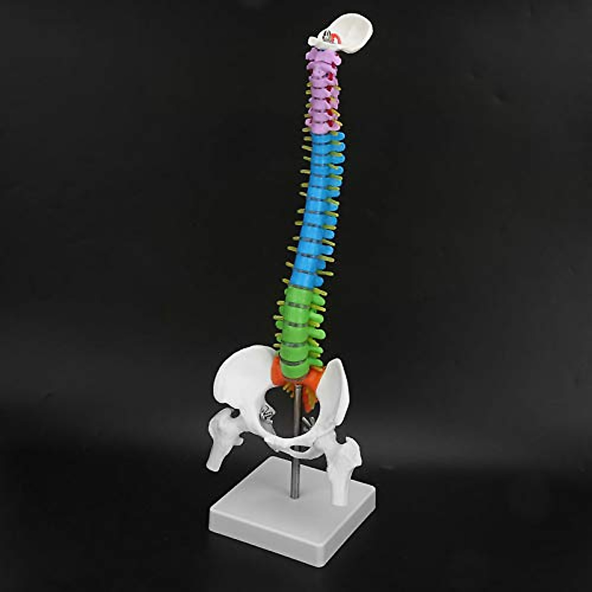 Human Spine Model Colored Flexible Scientific Anatomical Human Skeleton Spine Model Anatomy Model Including Spine Nerve Roots Vertebral Artery Transverse Spine Femur 45cm/17.7in