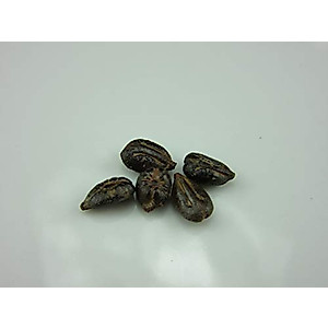 1128-Scuppernong/Muscadine,White,Tame (Vitis rotundifolia) Seeds by Robsrareandgiantseeds UPC0764425787334 Non-GMO,Organic,Historic Plants, Bonsai,1128 Package of 5 Seeds