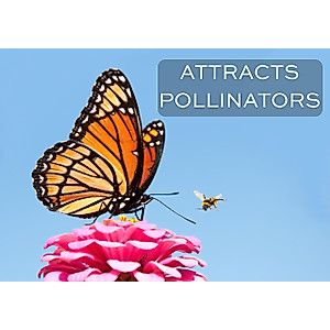 250 California Giants Zinnia Seeds for Planting - Heirloom Non-GMO USA Grown Premium Flower Seeds - Mix of Red, Orange, Yellow, White, Pink, and Purple Flowers - Attracts Butterflies by RDR Seeds