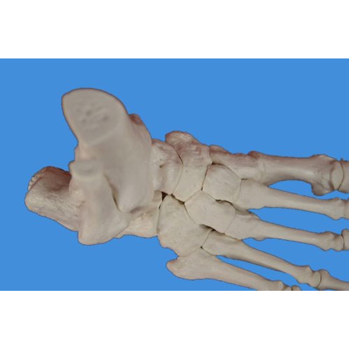 Wellden Medical Anatomical Foot Skeleton Model,disarticulated and Assembled by Magnets, Life Size
