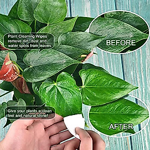 Leopong Plants Cleaning Wipes for Leaf Shine, Clean and Photosynthesis, Leaf Cleaner for House Plants Outdoor Plants (80 Wipes)