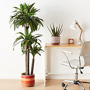 Amazon Basics Artificial Dracaena Tree with Plastic Faux Terracotta Pot, 60-Inch