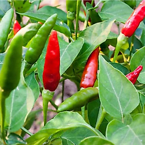 50 Thai Hot Pepper Seeds Planting Ornaments Perennial Garden Simple to Grow Pot Gifts