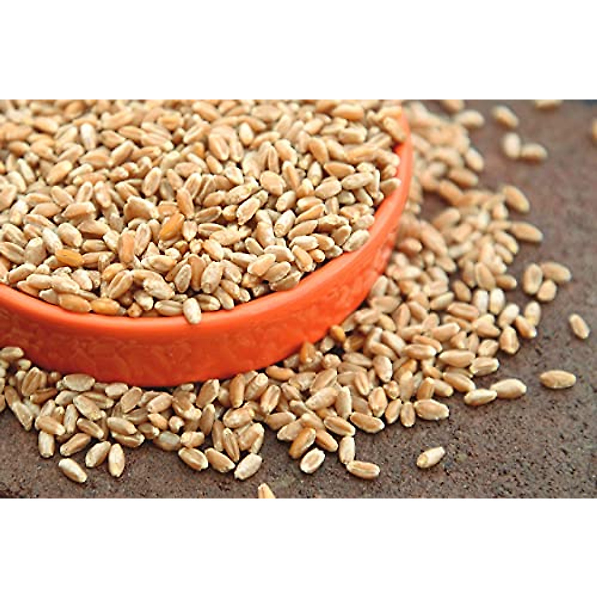 Cat Grass Seeds by Perfect Plants - 1lb. Bag - Guaranteed to Grow Non-GMO Wheat Grass Seed