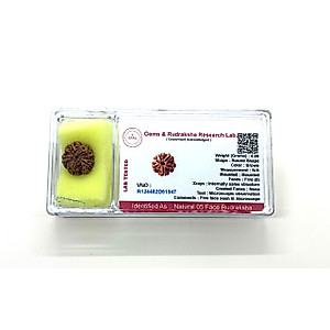 Certified 5 Mukhi (Five Faces) Rudraksha Bead - Sagittarius Sun Sign - Throat Chakra