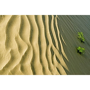 Posterazzi PDDCN11BJY0042LARGE Canada, Saskatchewan, Hills. Sand Dune Ripples and Plants Photo Print, 24 x 36, Multi