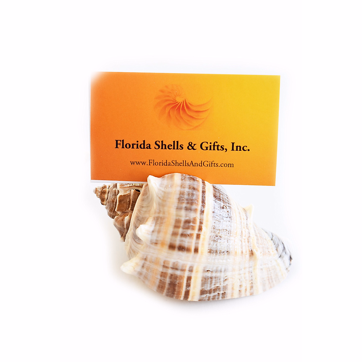 Set of 6 Genuine Seashell Place Card Holders Beach Wedding Favor Nautical Party Decor Sea Shell Table Sets