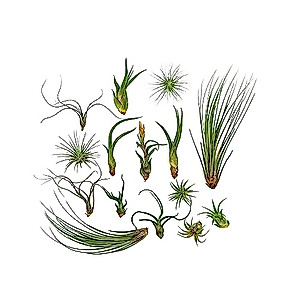 ragnaroc Live Air Plants - Tillandsia Variety, Regular 1-3" - 15ct - Live Arrival Guaranteed, House Plants for Home Decor & Gift