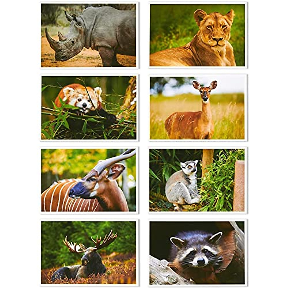 Wild Animal Kids Postcards, 20 Designs (4x6 In, 40 Pack)