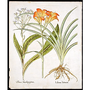 Lilium fatuum [Tawny day lily]; Dorea Narbonensium [Groundsel]
