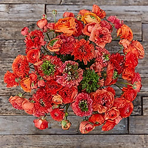 Ranunculus Bulbs - Super Green Orange - 100 Bulbs - Orange Flower Bulbs, Corm Attracts Bees, Attracts Pollinators, Easy to Grow & Maintain, Fragrant, Container Garden