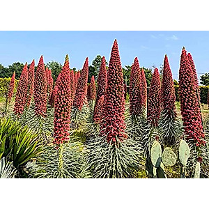 10 Tower of Jewels Seeds - Echium Wildpretii - Rare and Exotic Flowering Plant - Excellent Bonsai Specimen
