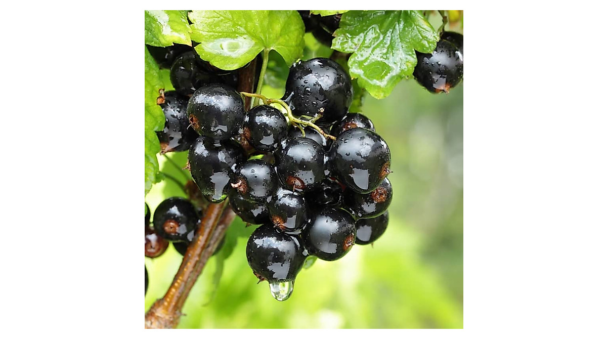 Black Currant Seeds - Grow Edible Berries in Your Garden