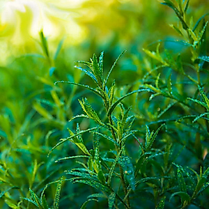 French Tarragon Plant Live, Tarragon Herbs in 3.5 Inc Pot Planting Ornaments Perennial Garden Simple to Grow Pots Gifts