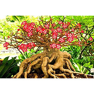 Desert Rose Seeds to Grow | 10 Pack | Highly Prized Multicolored Flowering Bonsai | Adenium Obesum,10 Seeds to Grow