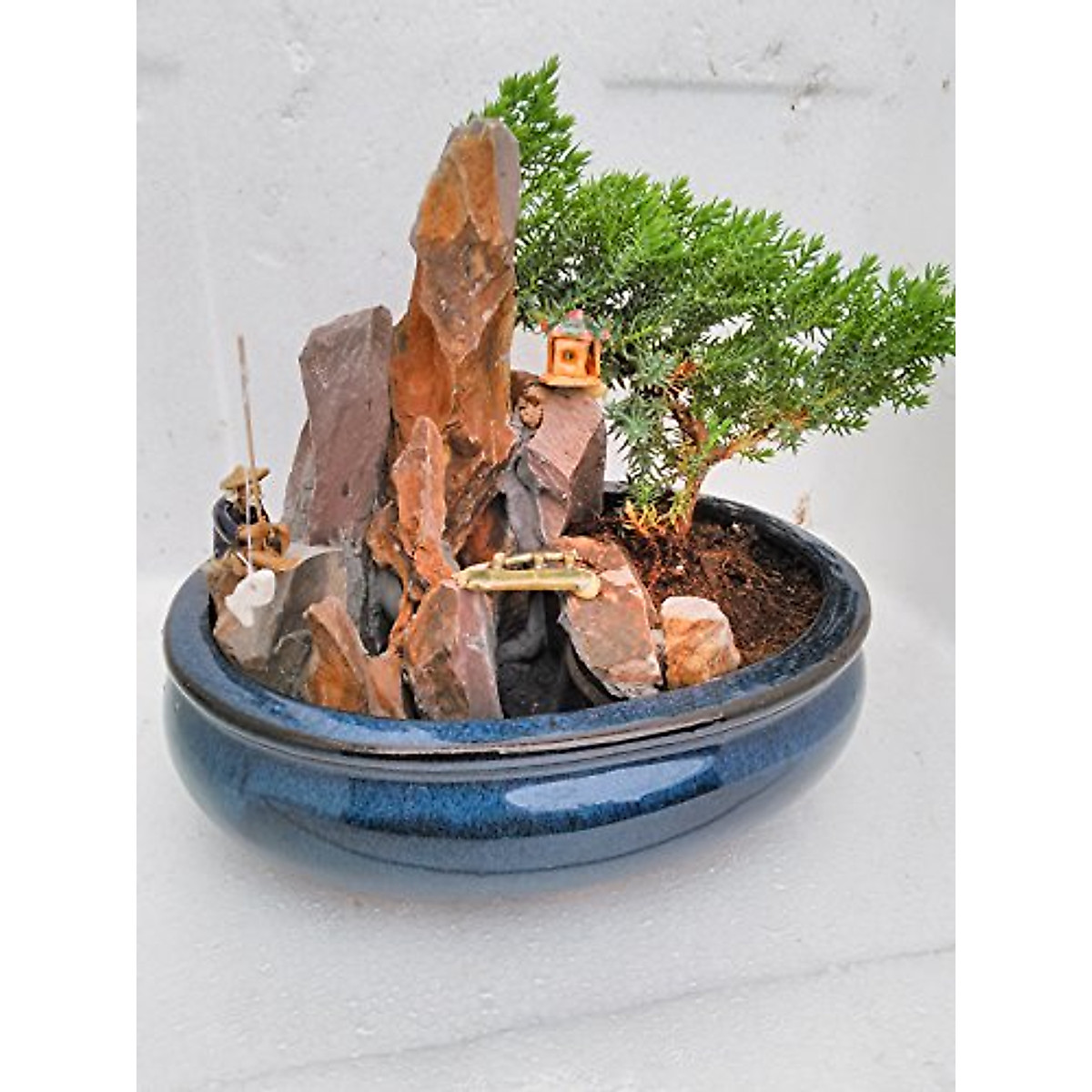 jmbamboo-bonsai- Juniper Tree Zen Garden With Pool Fishman